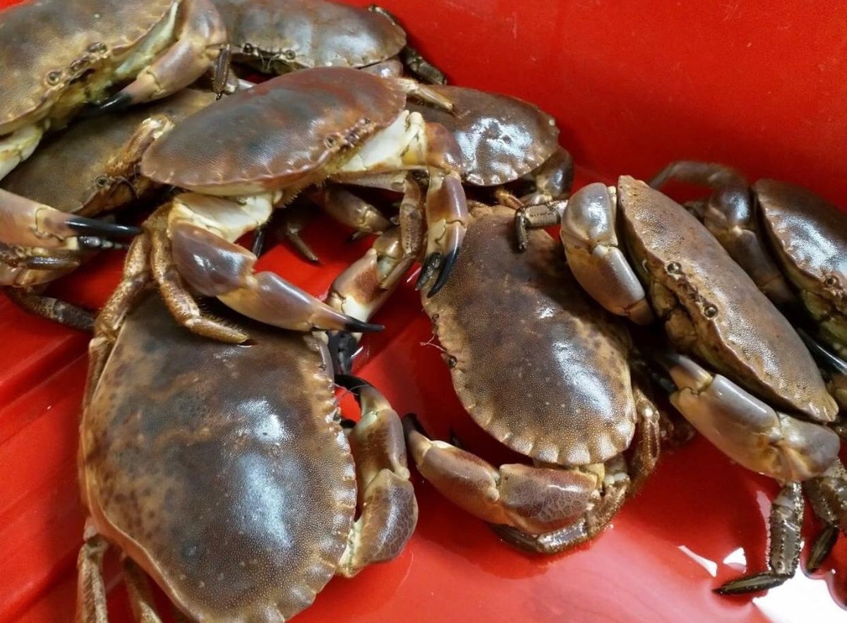 Crab : Hens : Medium – MCB Fish Shop