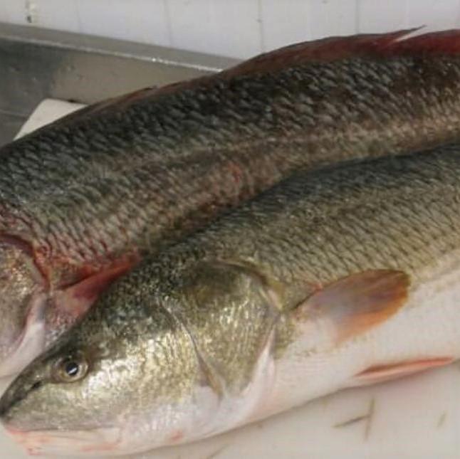 Stonebass – MCB Fish Shop