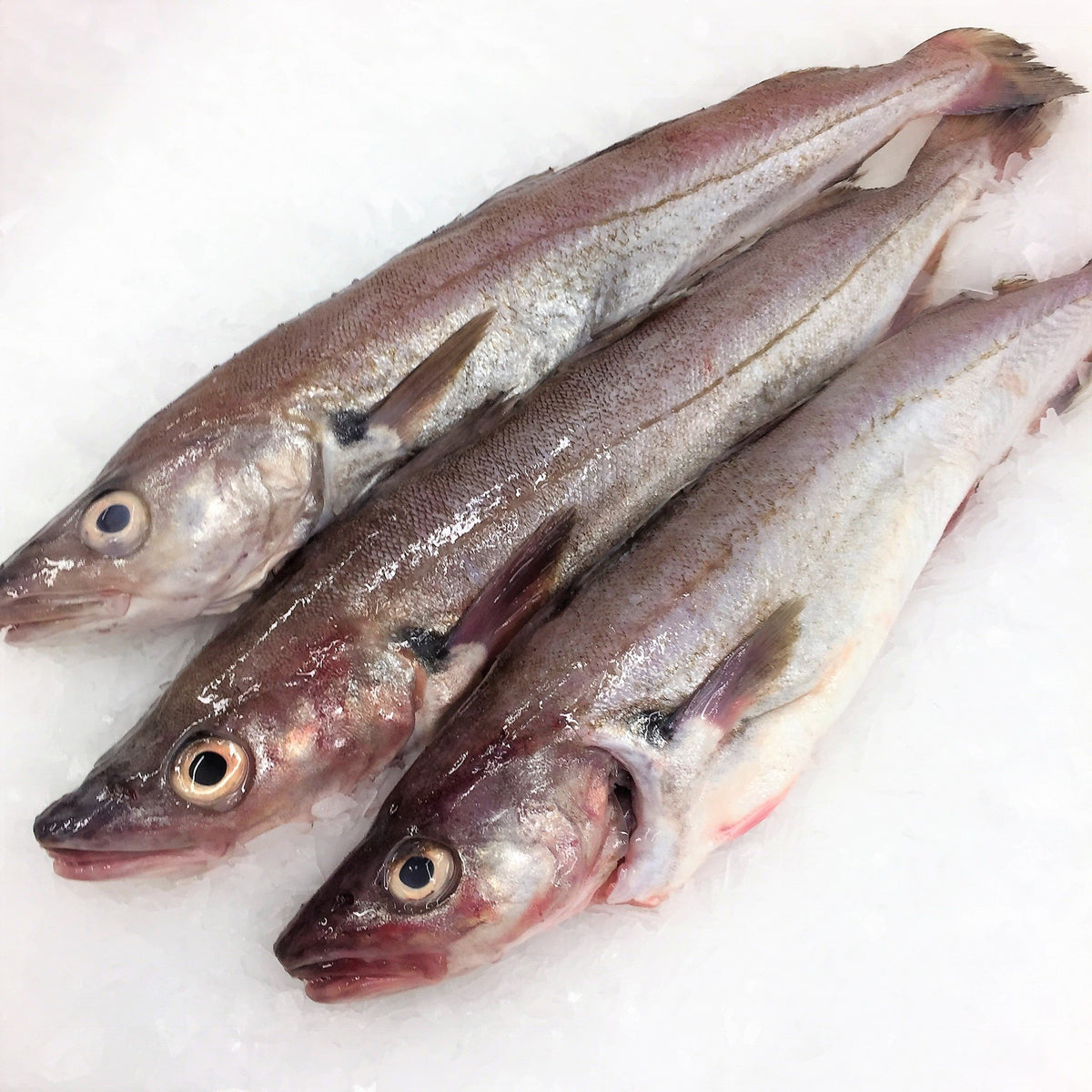 Whiting : Whole – MCB Fish Shop
